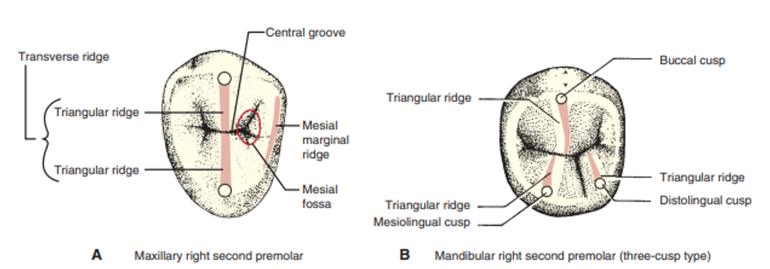 Anatomi Gigi Permanen