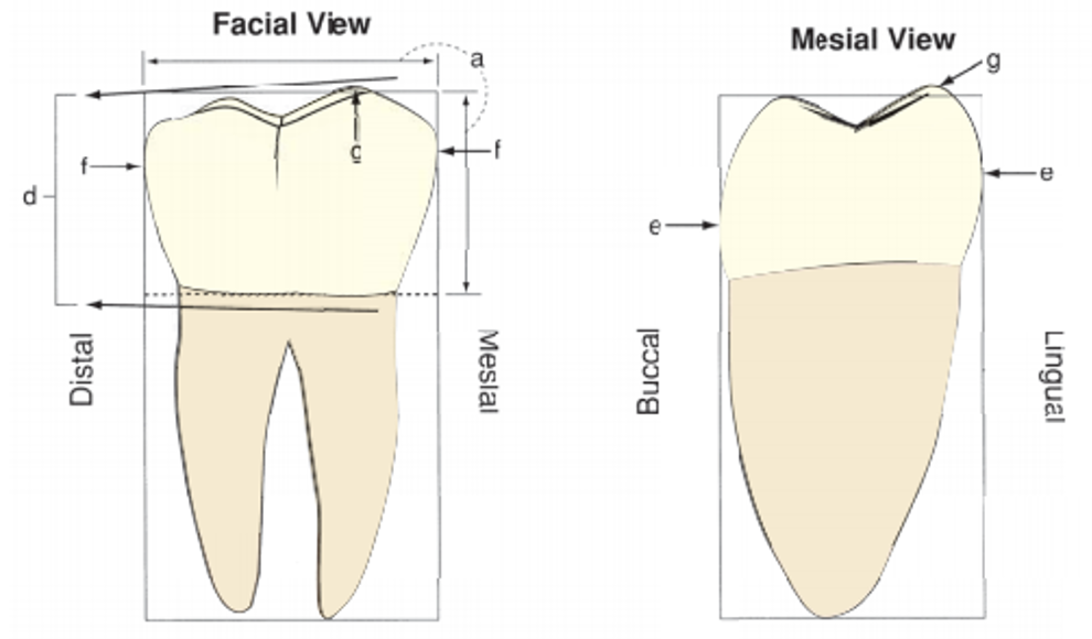 Anatomi Gigi Permanen