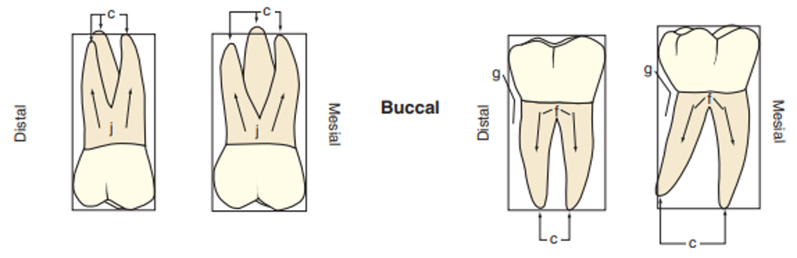 Anatomi Gigi Permanen
