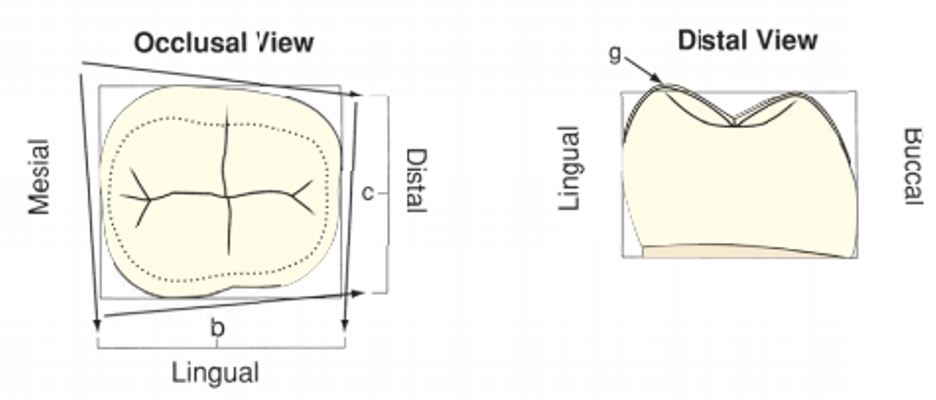 Anatomi Gigi Permanen