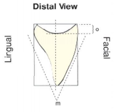 Anatomi Gigi Permanen