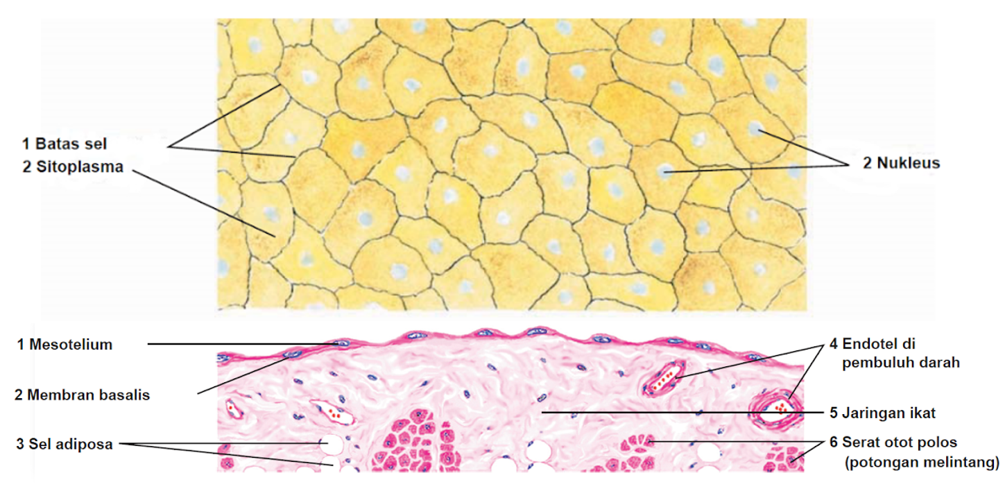 Histologi Jaringan Epitel