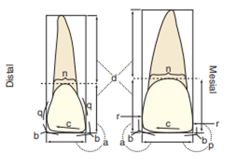 Anatomi Gigi Permanen