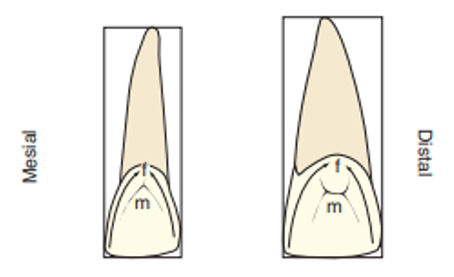 Anatomi Gigi Permanen