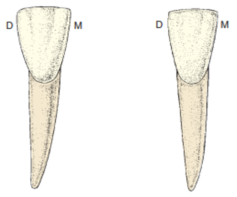 Anatomi Gigi Permanen