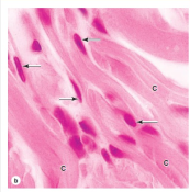 Histologi Jaringan Ikat