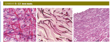 Histologi Jaringan Ikat