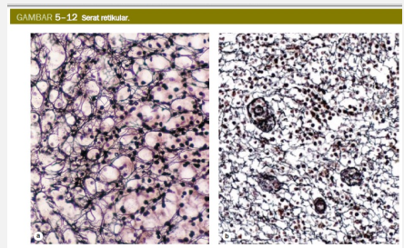 Histologi Jaringan Ikat