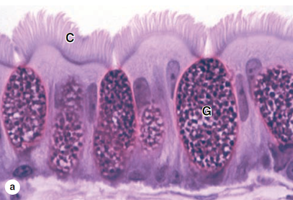 Histologi Jaringan Epitel