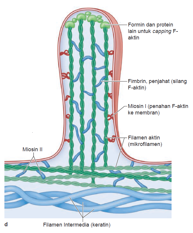 Histologi Jaringan Epitel