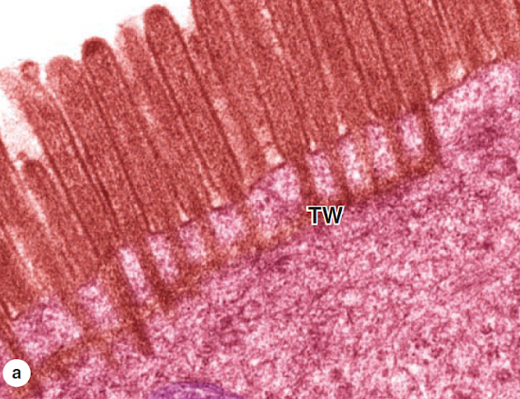 Histologi Jaringan Epitel