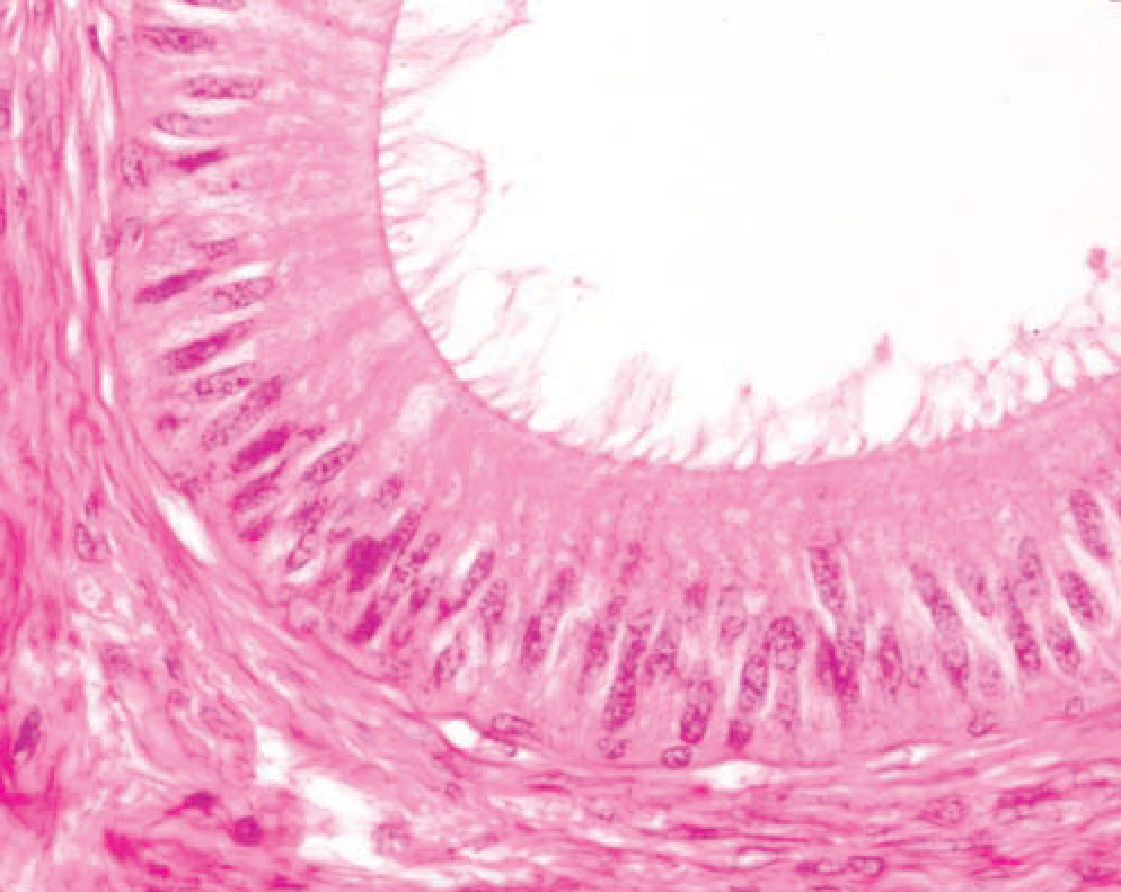 Histologi Jaringan Epitel