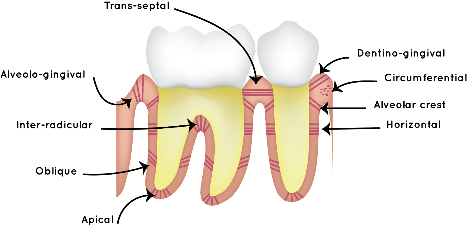 Anatomi Periodontal