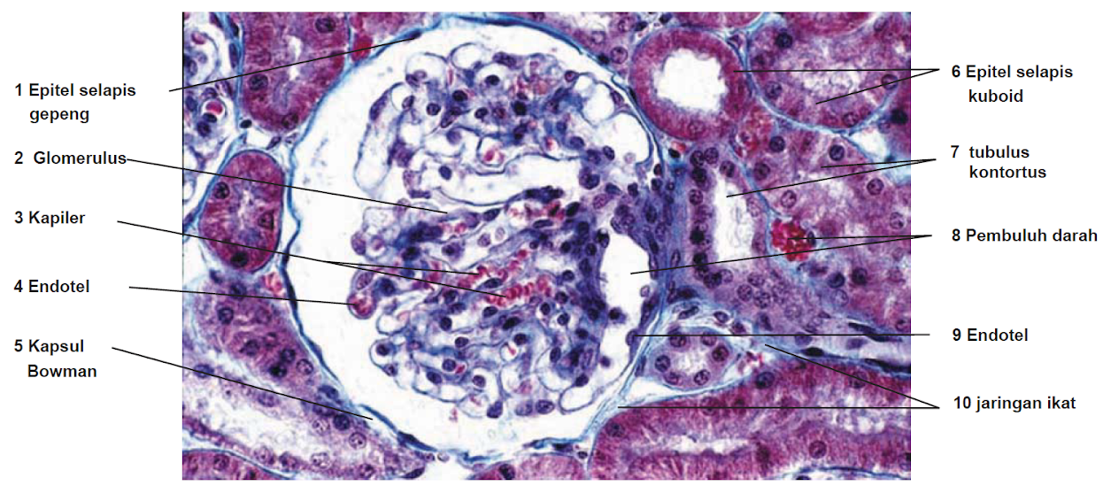 Histologi Jaringan Epitel