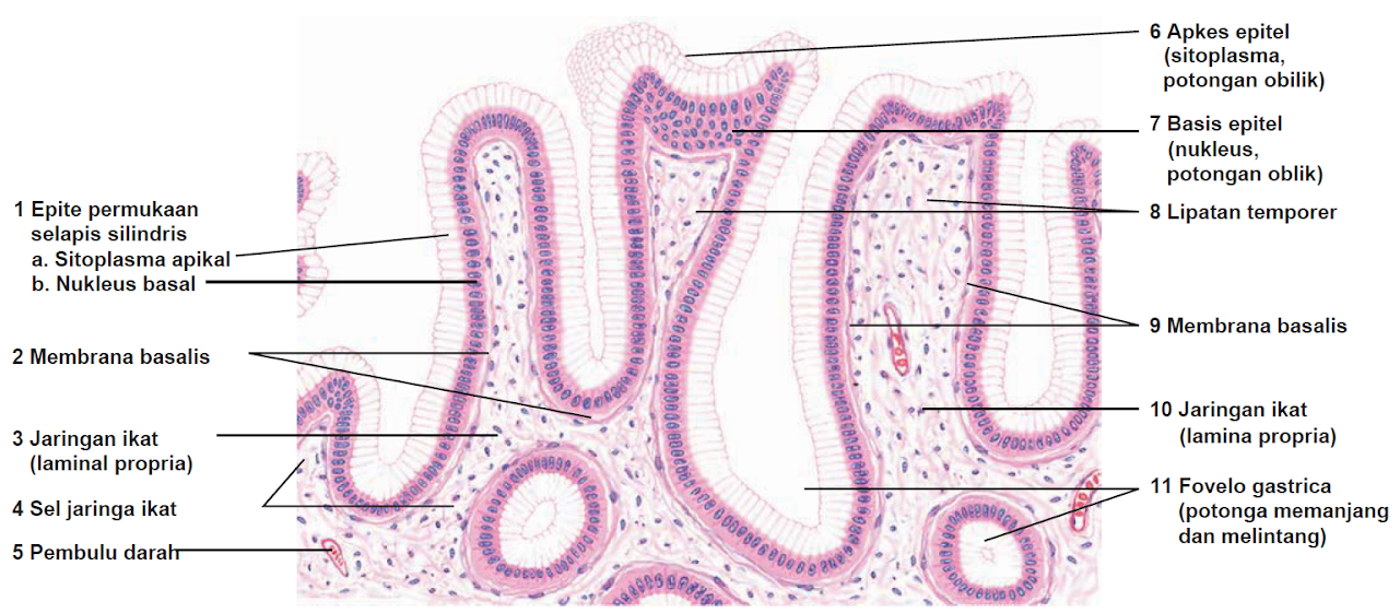 Histologi Jaringan Epitel