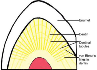 Histologi Gigi Dan Jaringan Periodontal