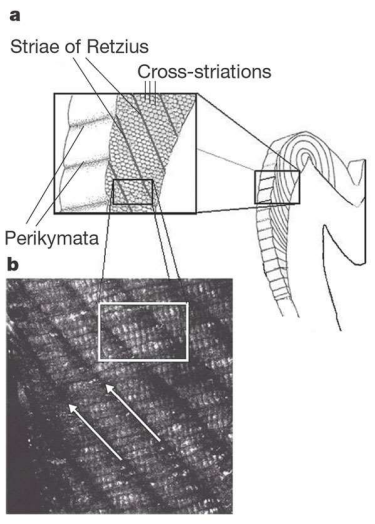 Histologi Gigi Dan Jaringan Periodontal
