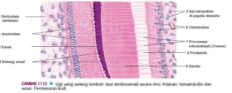 Histologi Gigi Dan Jaringan Periodontal