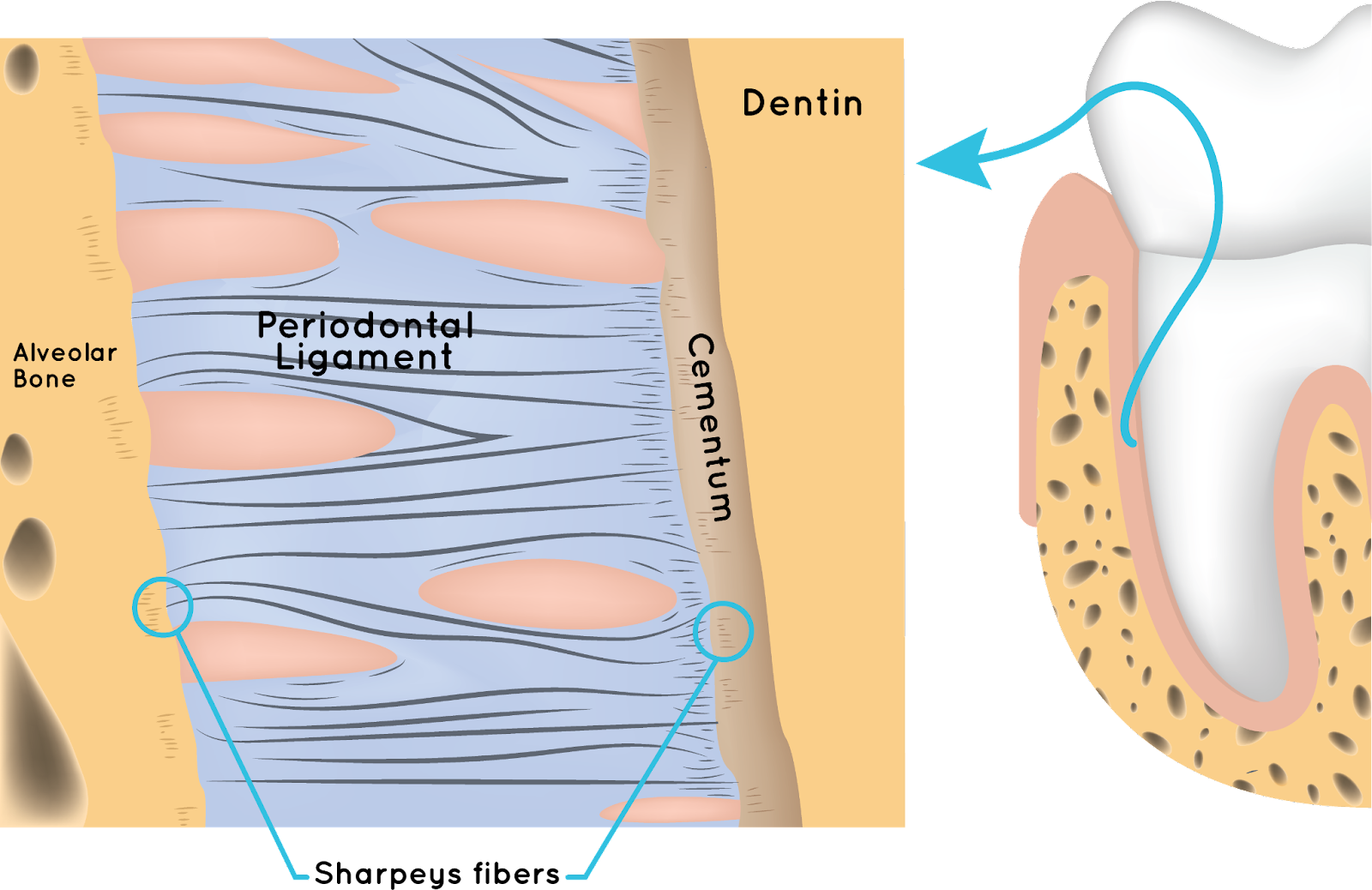 Anatomi Periodontal