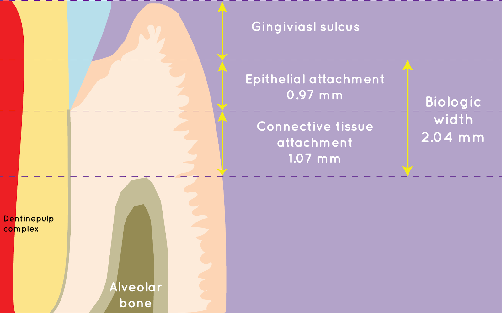 Anatomi Periodontal