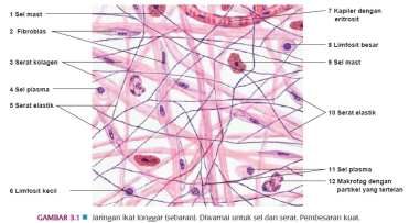 Histologi Jaringan Ikat