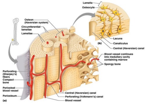 Osteologi Dan Arthrologi Umum