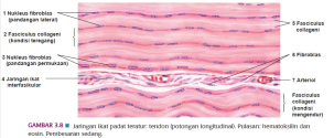 Histologi Jaringan Ikat