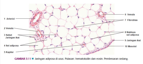 Histologi Jaringan Ikat