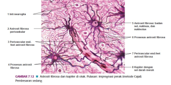 Histologi Jaringan Saraf