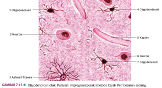 Histologi Jaringan Saraf