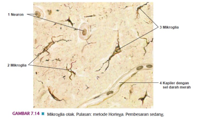 Histologi Jaringan Saraf