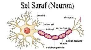 Histologi Jaringan Saraf